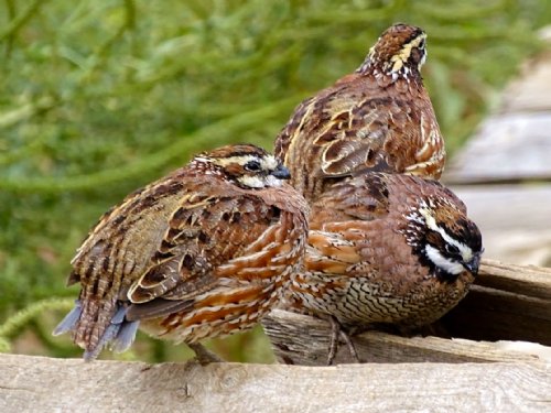 Georgia Giant Bobwhite Quail