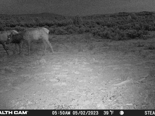 New Mexico Cattle Ranches for Sale : RANCHFLIP