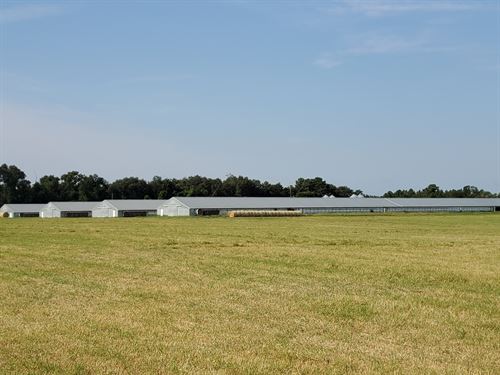 Georgia Cattle Ranches for Sale : RANCHFLIP