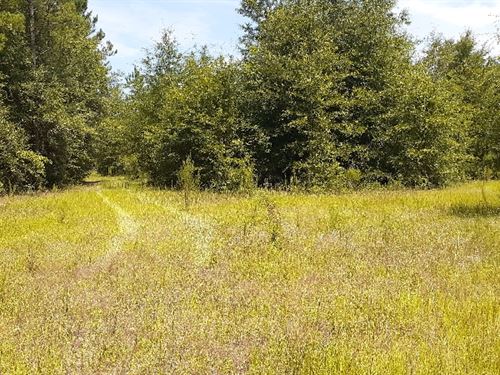 Georgia Pine Tree Ranches for Sale : Page 20 of 29 : RANCHFLIP