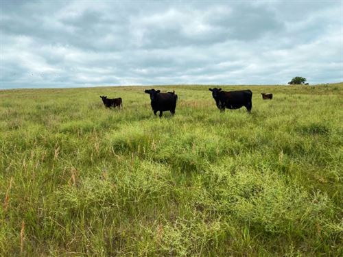 Nebraska Cattle Ranches for Sale - ranchflip