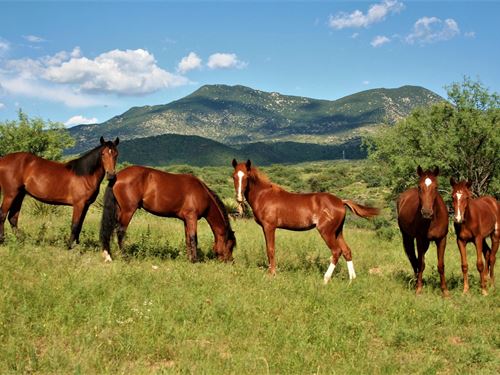 Arizona Ranches for Sale : Buy Ranches for Sale, Find Ranchettes ...