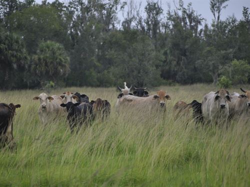 Florida Ranches for Sale : RANCHFLIP