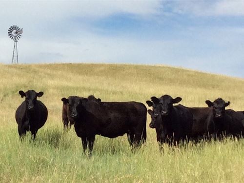 Nebraska Cattle Ranches for Sale : RANCHFLIP