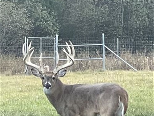 High Fence Ranches for Sale